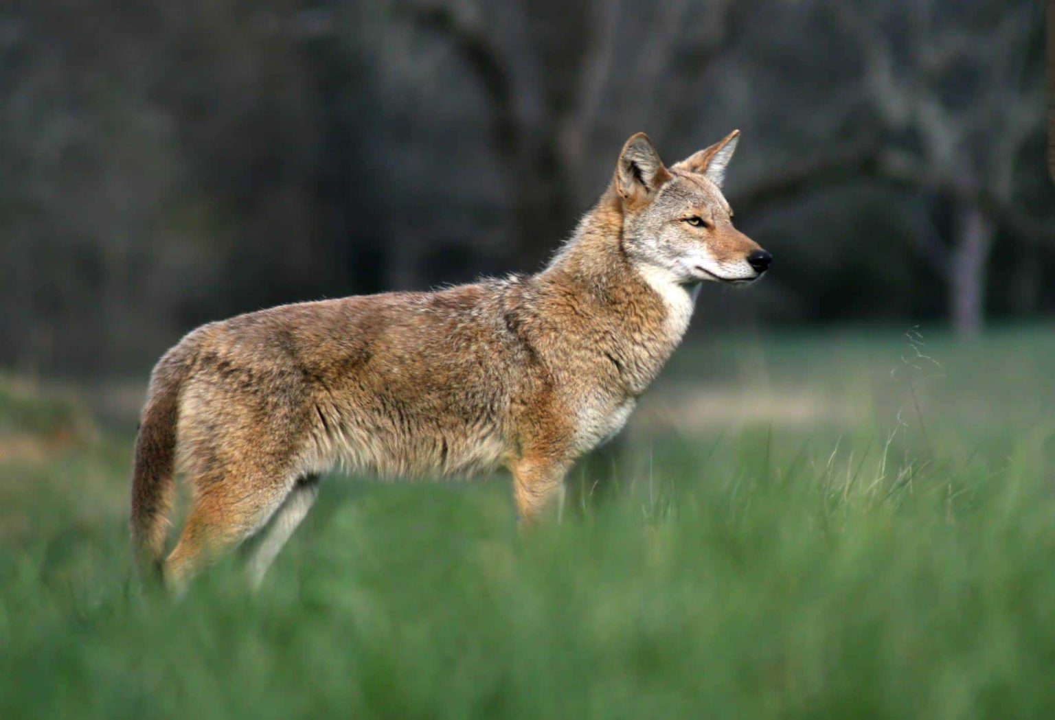 The Great Smoky Mountains Animals’ Guide (+ Tips to Spot)